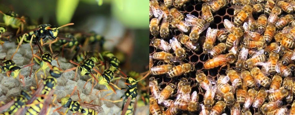 Ecologia de Insetos: Sociedade e Insetos Sociais