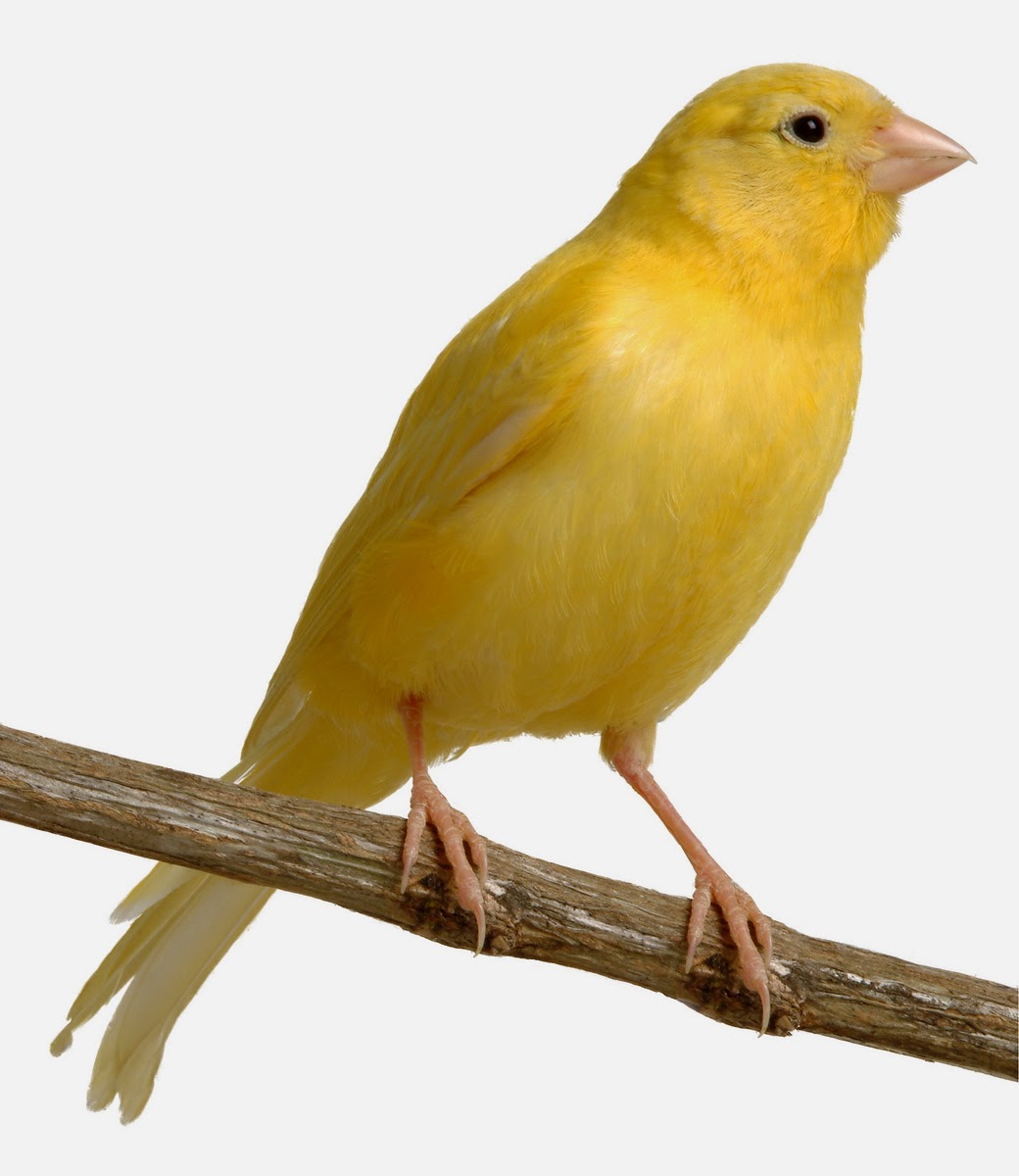 Cara Merawat Burung Kenari Agar Cepat Gacor