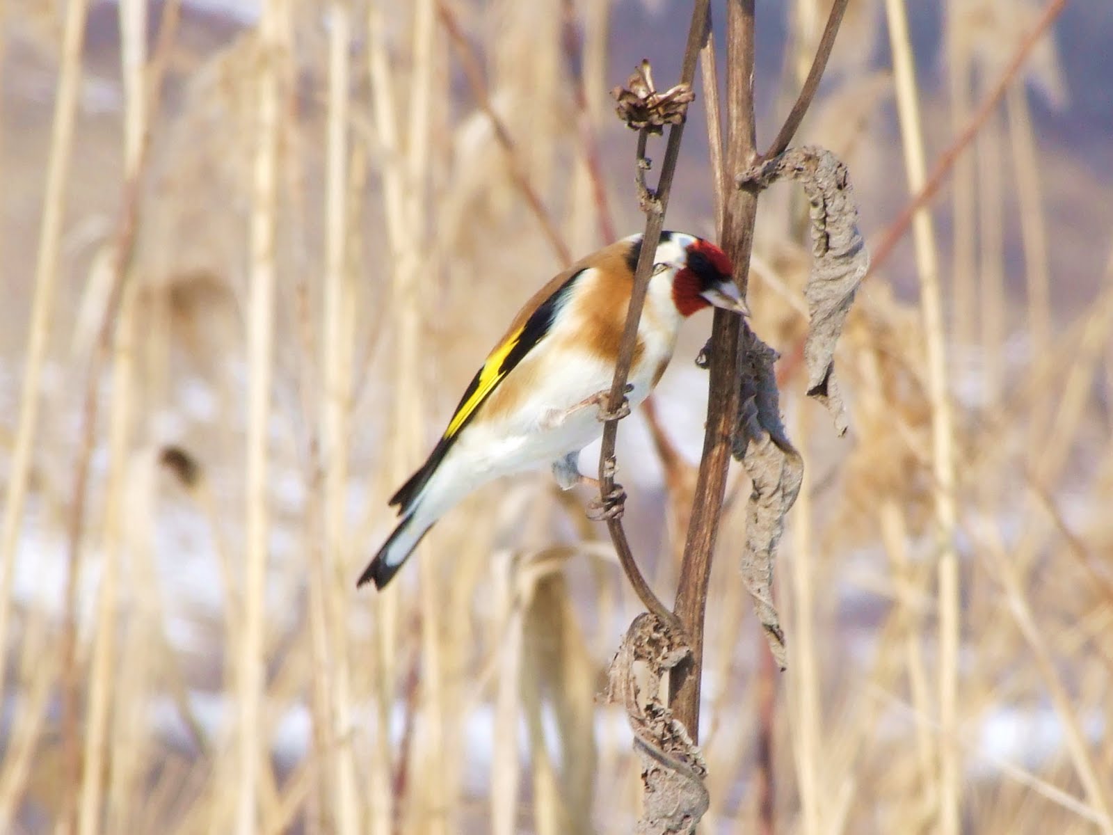 Lumea vieţuitoarelor: Sticlete mare (Carduelis carduelis )