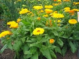 Farmacia Farm-Tei: Plante Medicinale