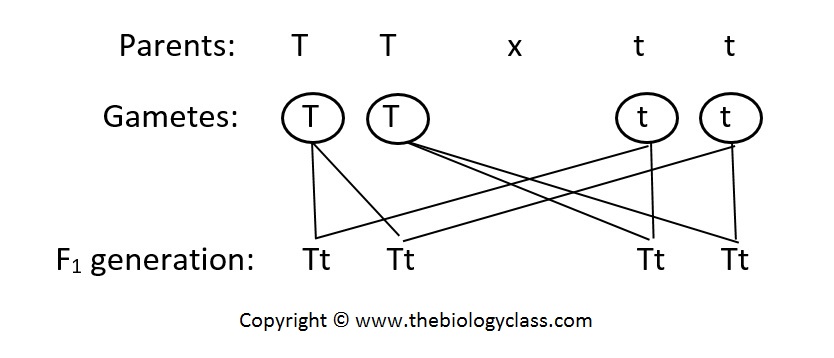 MENDEL'S WORK IN GENETICS: His Experiments, His Reasons, His Laws ~ The ...