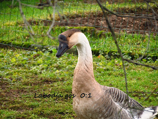 Sussex kokoši, Australorp kokoši, Chabo kokoši: LABODJA GOS