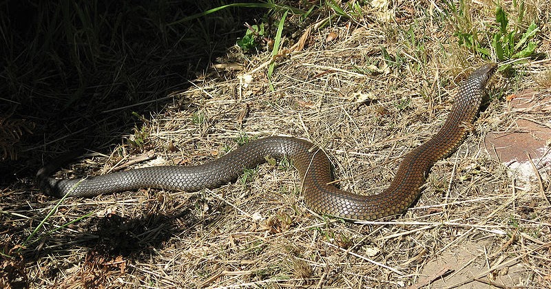 Animal Pictures: Australian Copperhead