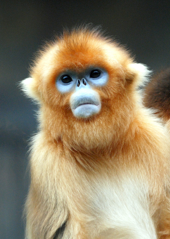 The Golden Monkey