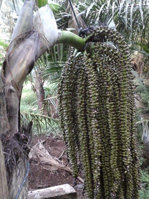 Bibit Sawit, Karet dan Aren: Budidaya Aren, Menampung Tetesan Air Kehidupan