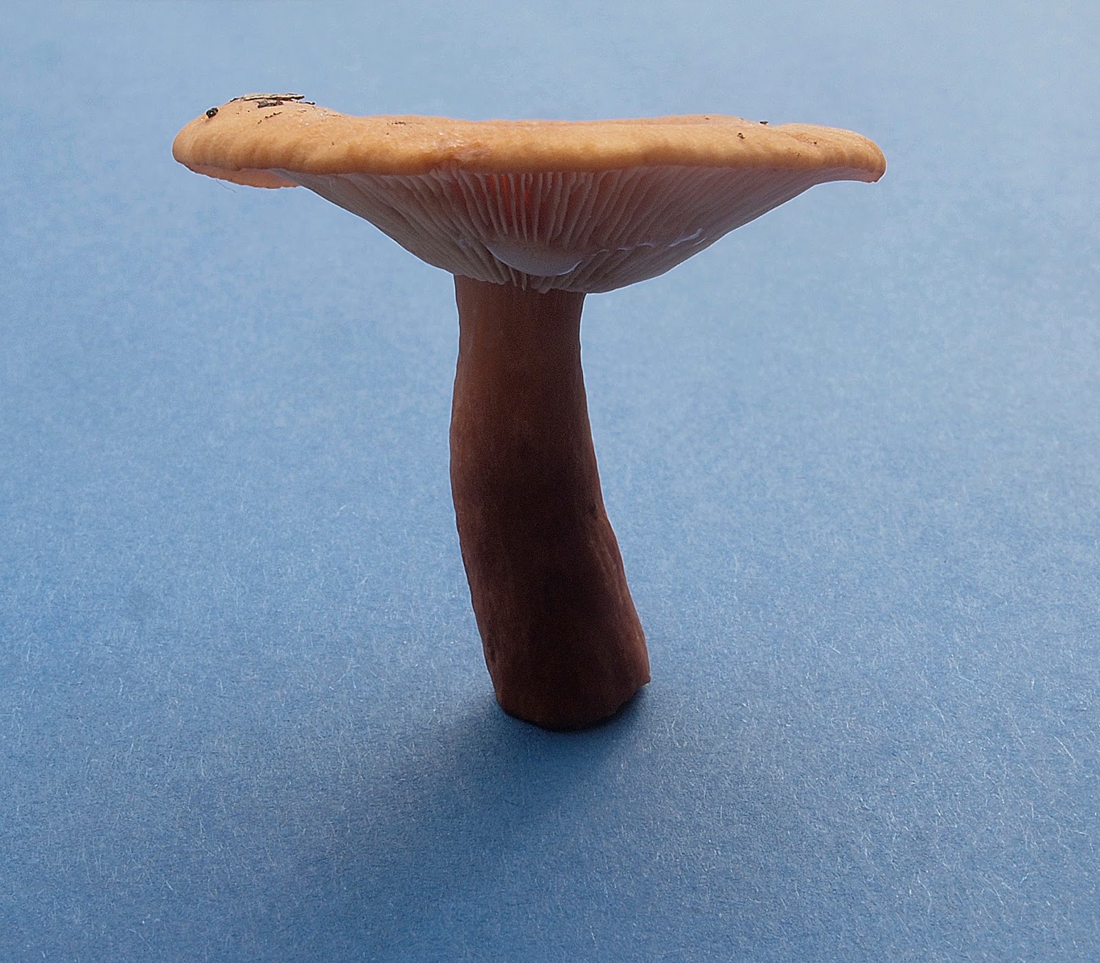 Calderdale Fungi - Halifax Scientific Society - Mycology Section ...