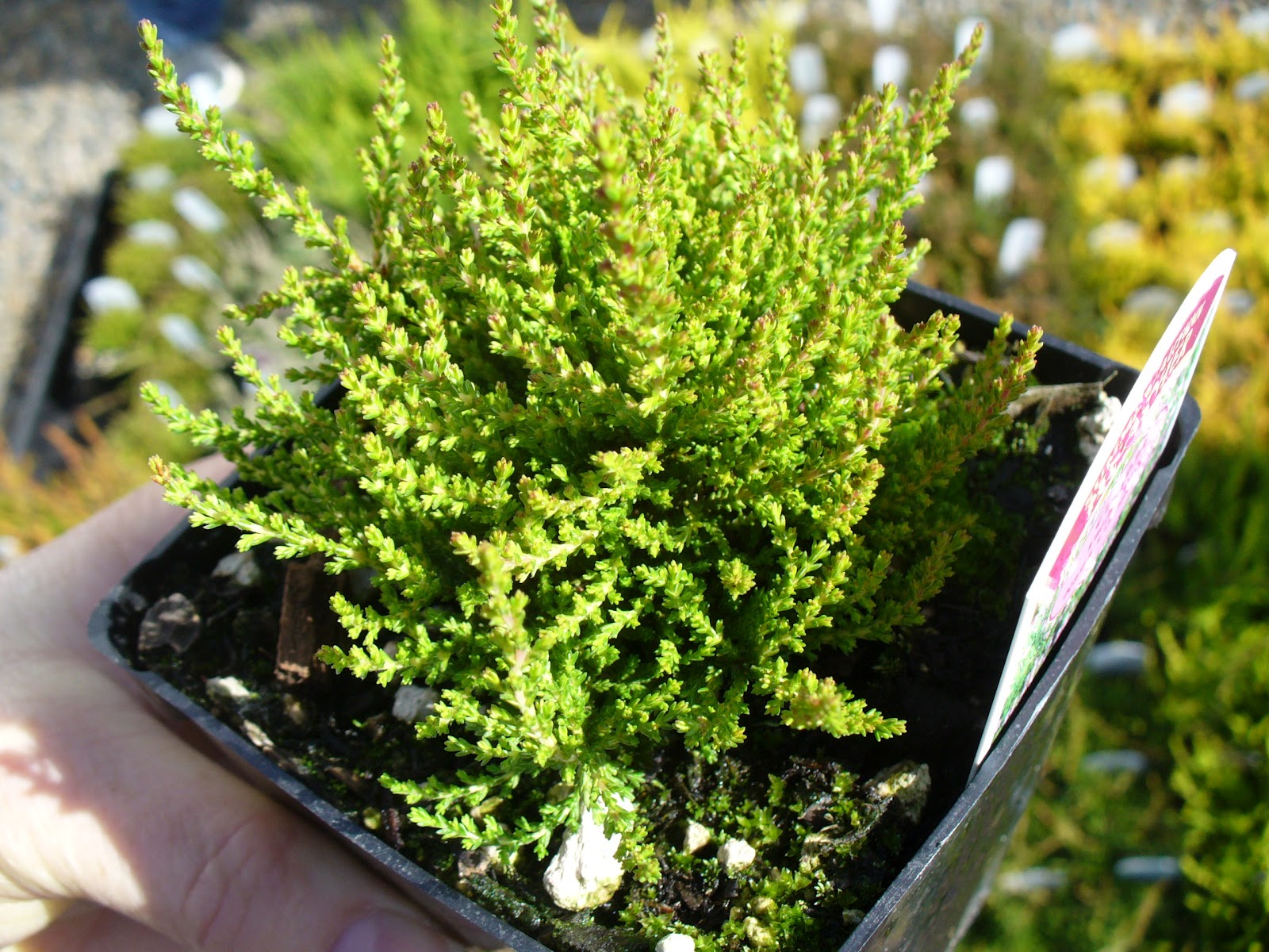 Cascade Nursery Trail – Plant Something Oregon