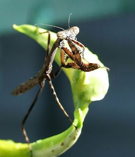 iheartky: Praying Mantis