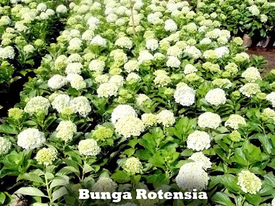 AIR TERJUN MINIMALIS ~ TUKANG TAMAN