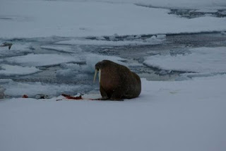 The Coastal Paleontologist: Was Pelagiarctos a "killer" walrus? Part 4 ...