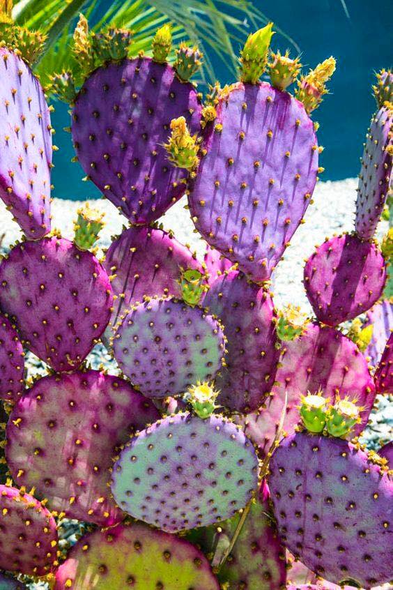 JkovNews: Nopales morados?