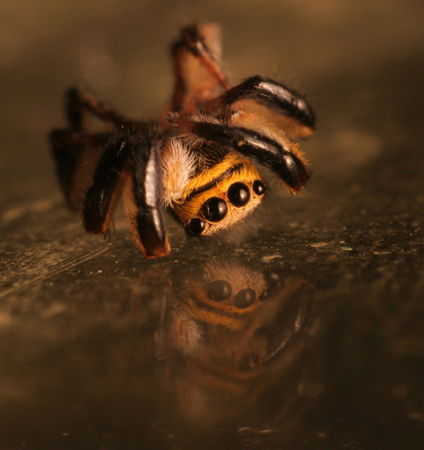 Fernando Álvarez foto-Blog: Arañitas y el pobre Flipi