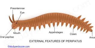 Structure of Peripatus and affinity long question for +3 zoology students