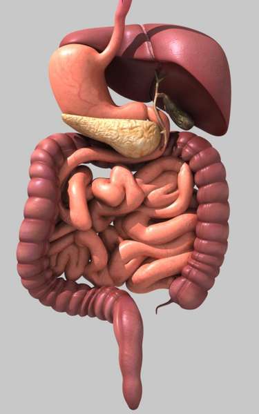 SISTEMA DIGESTIVO: CONTENIDO