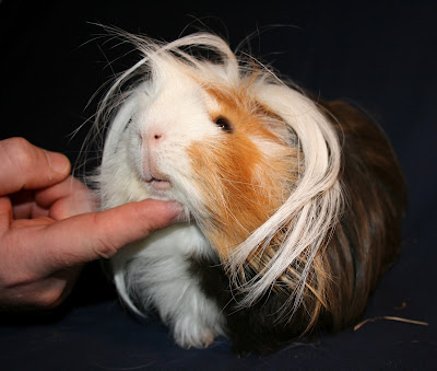 Sheba mini yak ~ R3 Pets