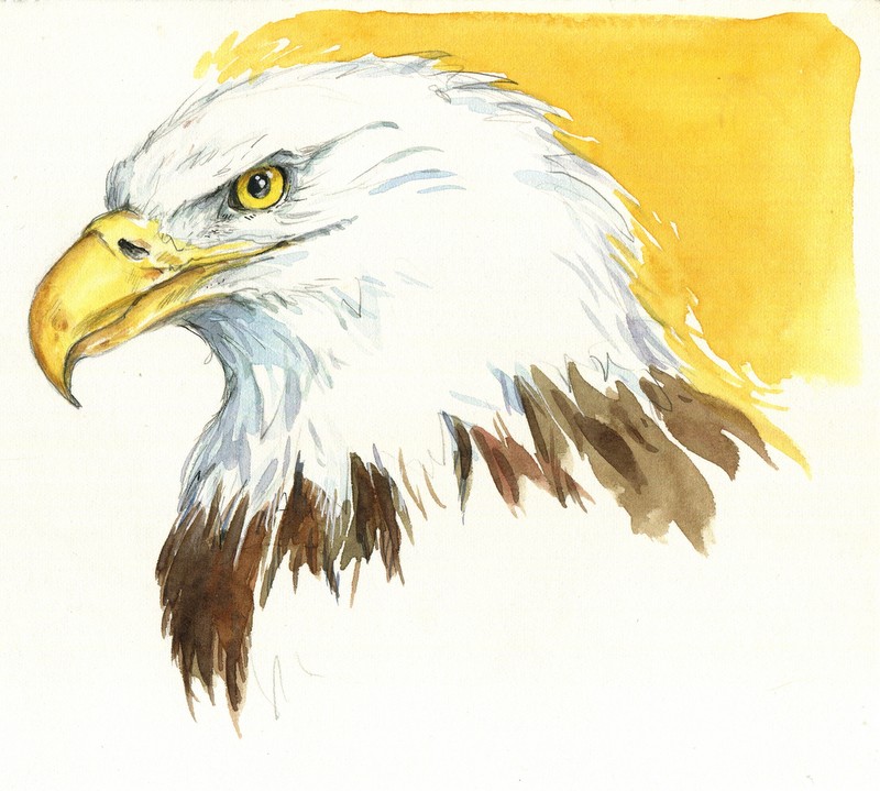 Sketching in Nature: Sketching with an Eagle...