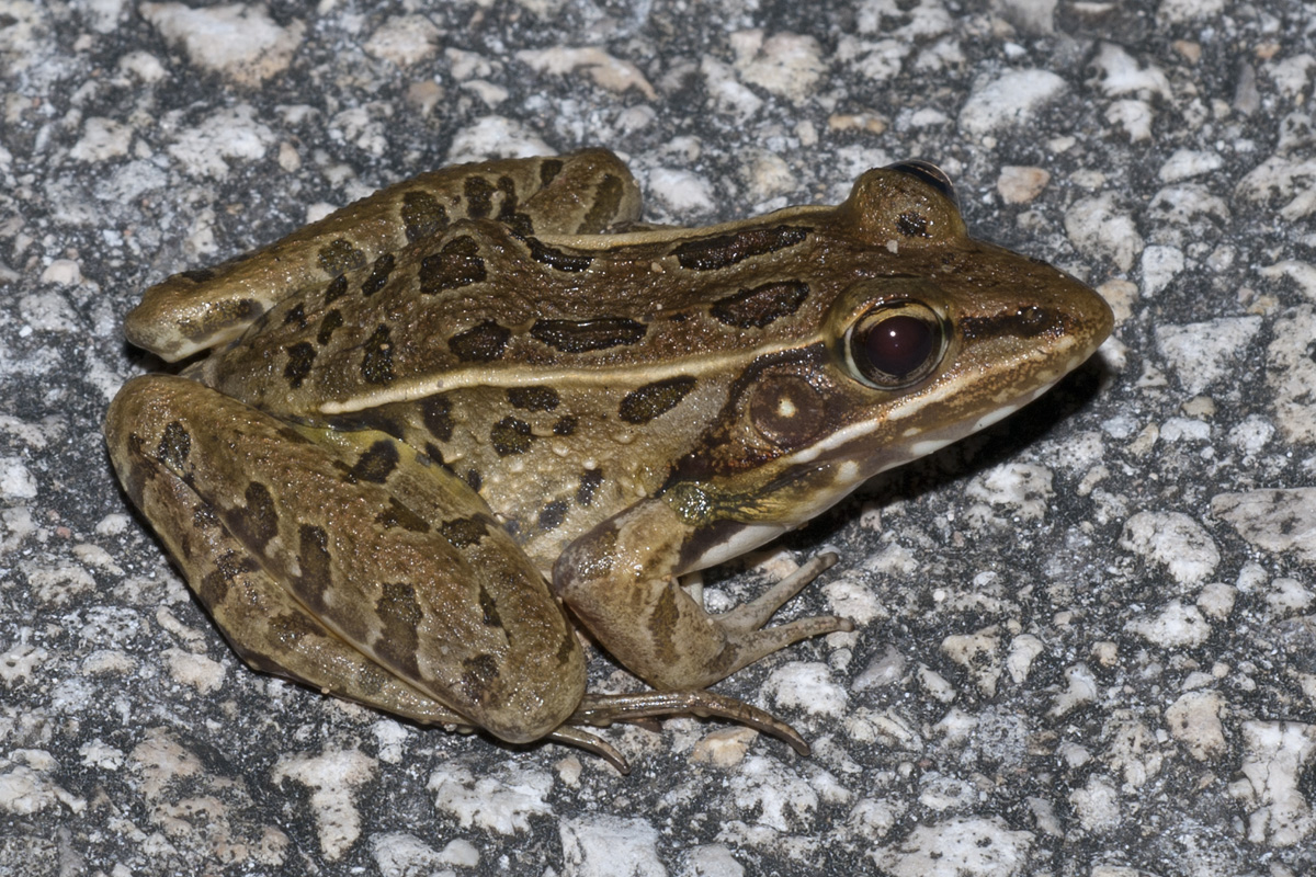 Yorkshire Field Herping and Wildlife Photography: May 2012