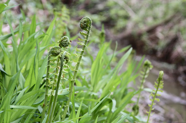 the fiddlehead report...a day in the life of the Rikkers: return of the ...