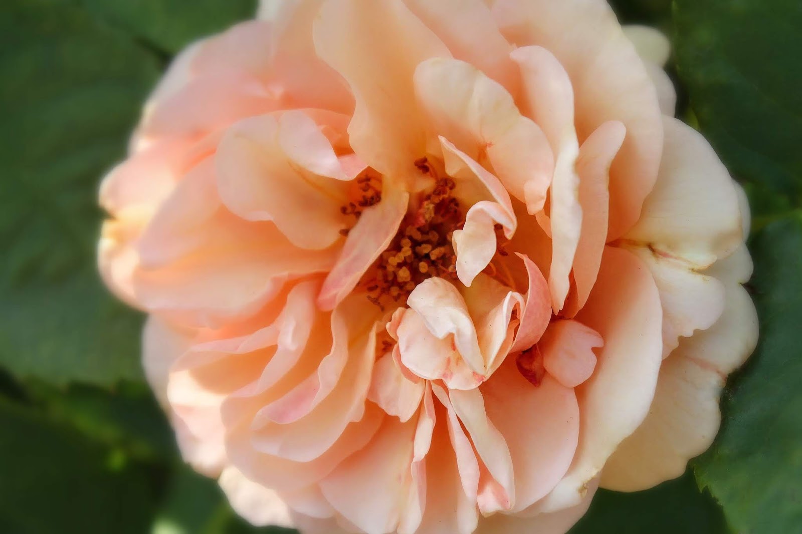 Widow's Endorphins: David Austin, The Godfather of the English Rose