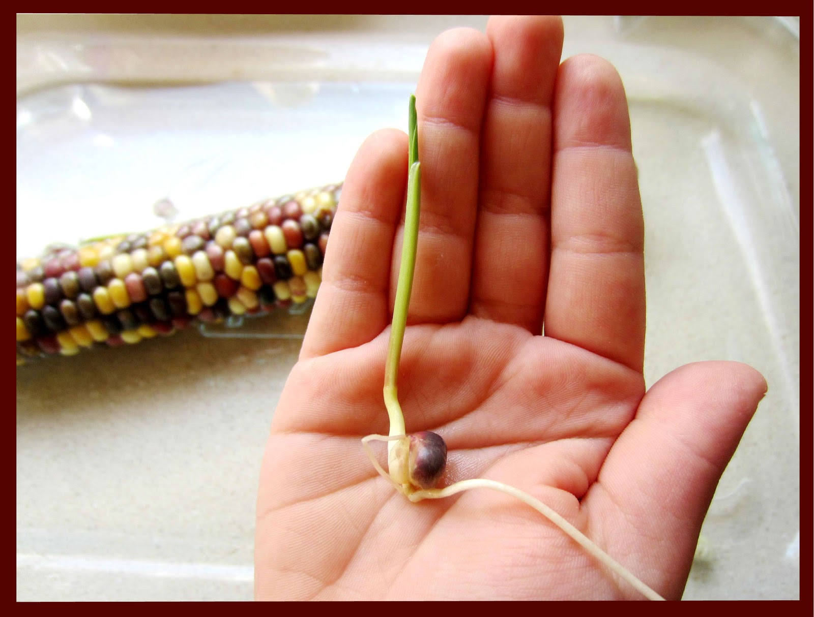 Corn Seed Germination Experiment
