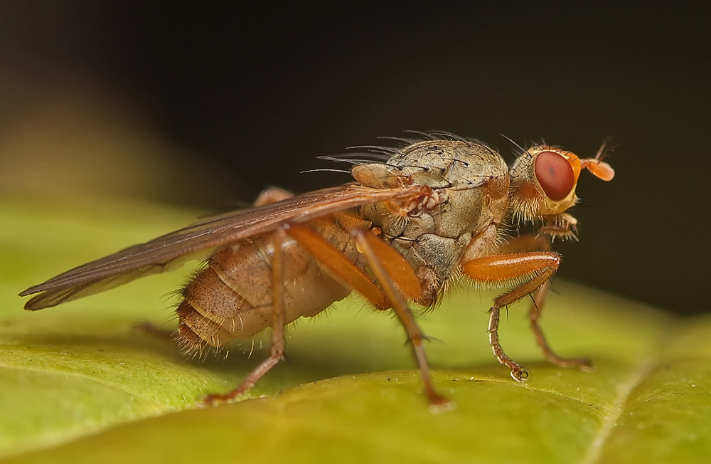 Variety of Life: Heleomyzidae
