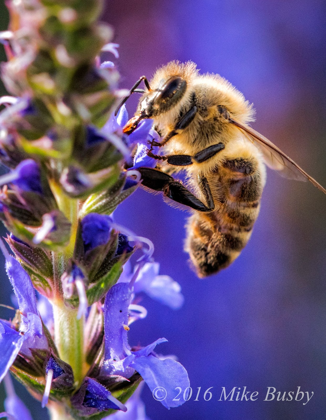 Bees - In Flight by Mike Busby Photography