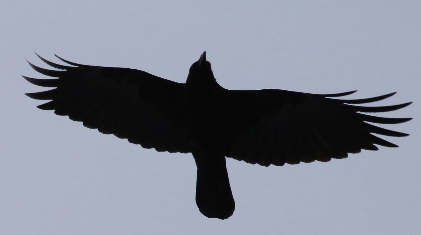 All of Nature: Crows