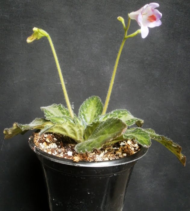 Plants are the Strangest People: Pretty picture: Chirita 'Deco' flower