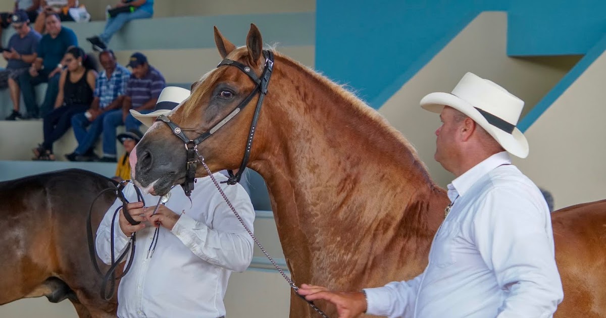 Paso Fino Raza Autoctona de Puerto Rico
