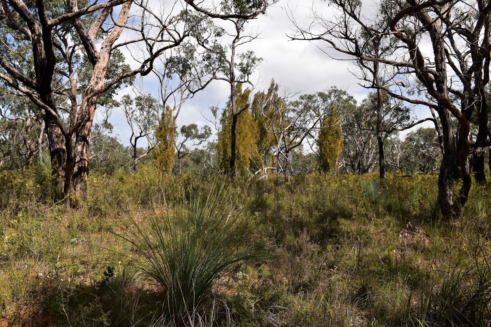 Goin' Feral One Day At A Time: Anglesea Heath Circuit - September 2017