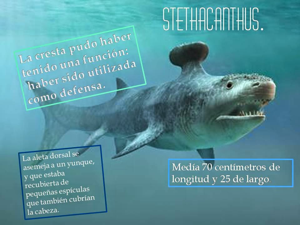 El blog de Daniela y Sonia: Stethacanthus.