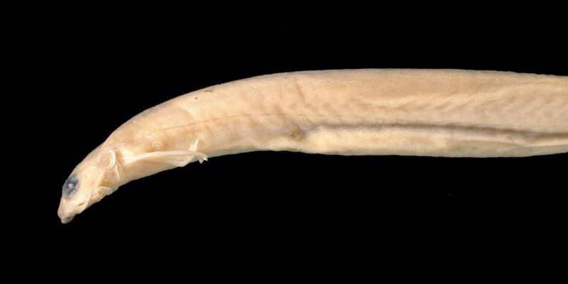 NELSON RODRIGUES TATIS INFORMA: EL PEZ CANDIRU La verdadera historia de ...