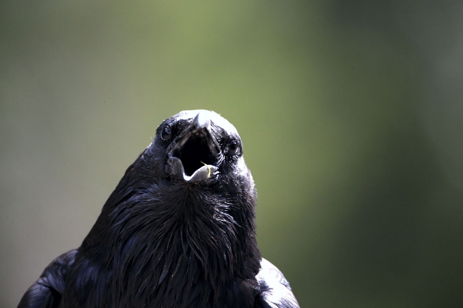 CWUAP: Quoth the Raven "Nevermore!"