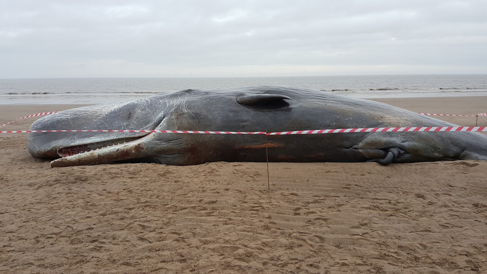 Three whales washed up on beach near Skegness