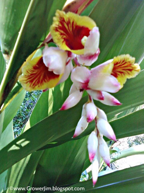 Garden Adventures: Alpinia zerumbet (shell ginger)
