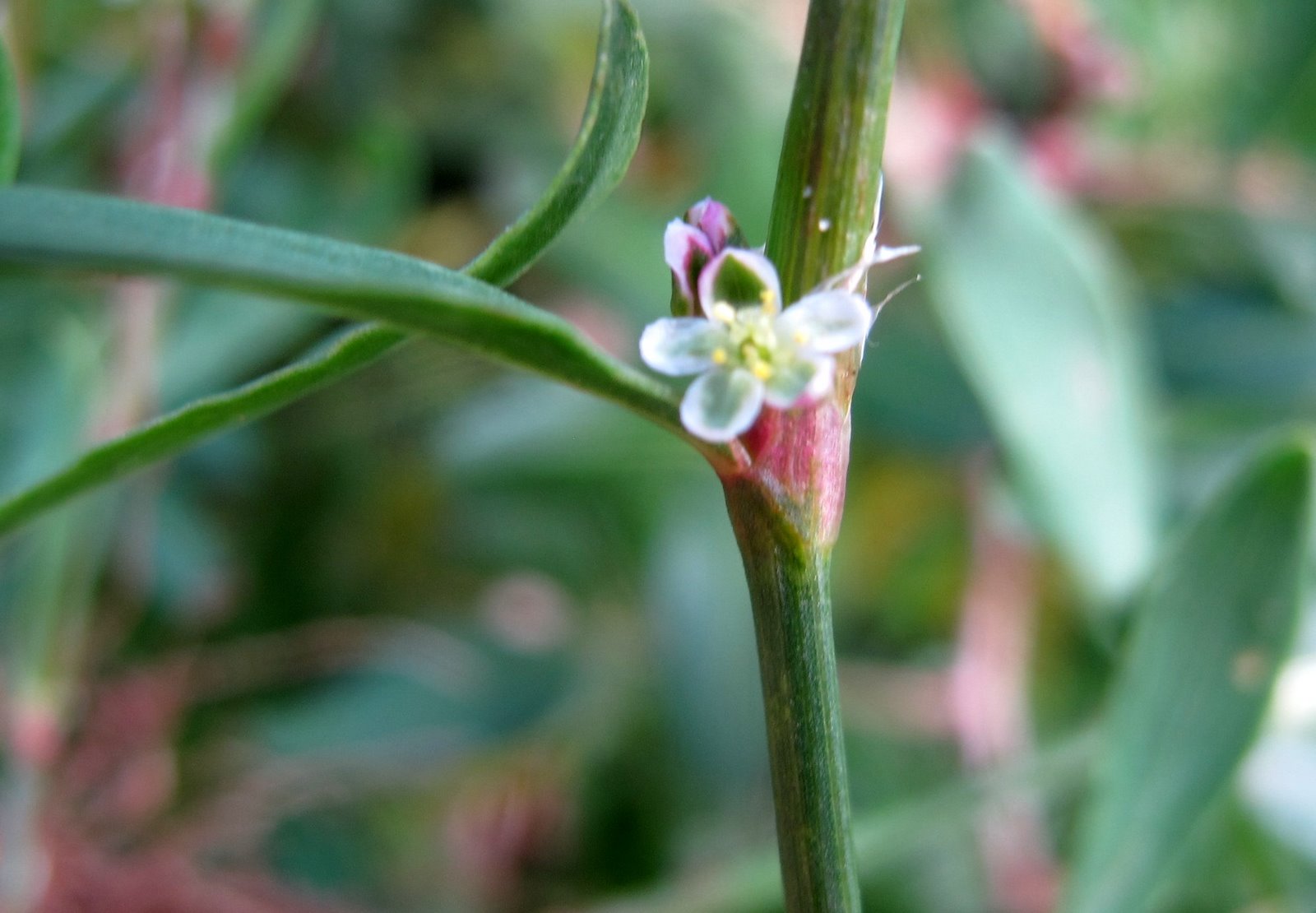 FLORA NEL SALENTO e.. anche altrove: Polygonum aviculare L. subsp ...