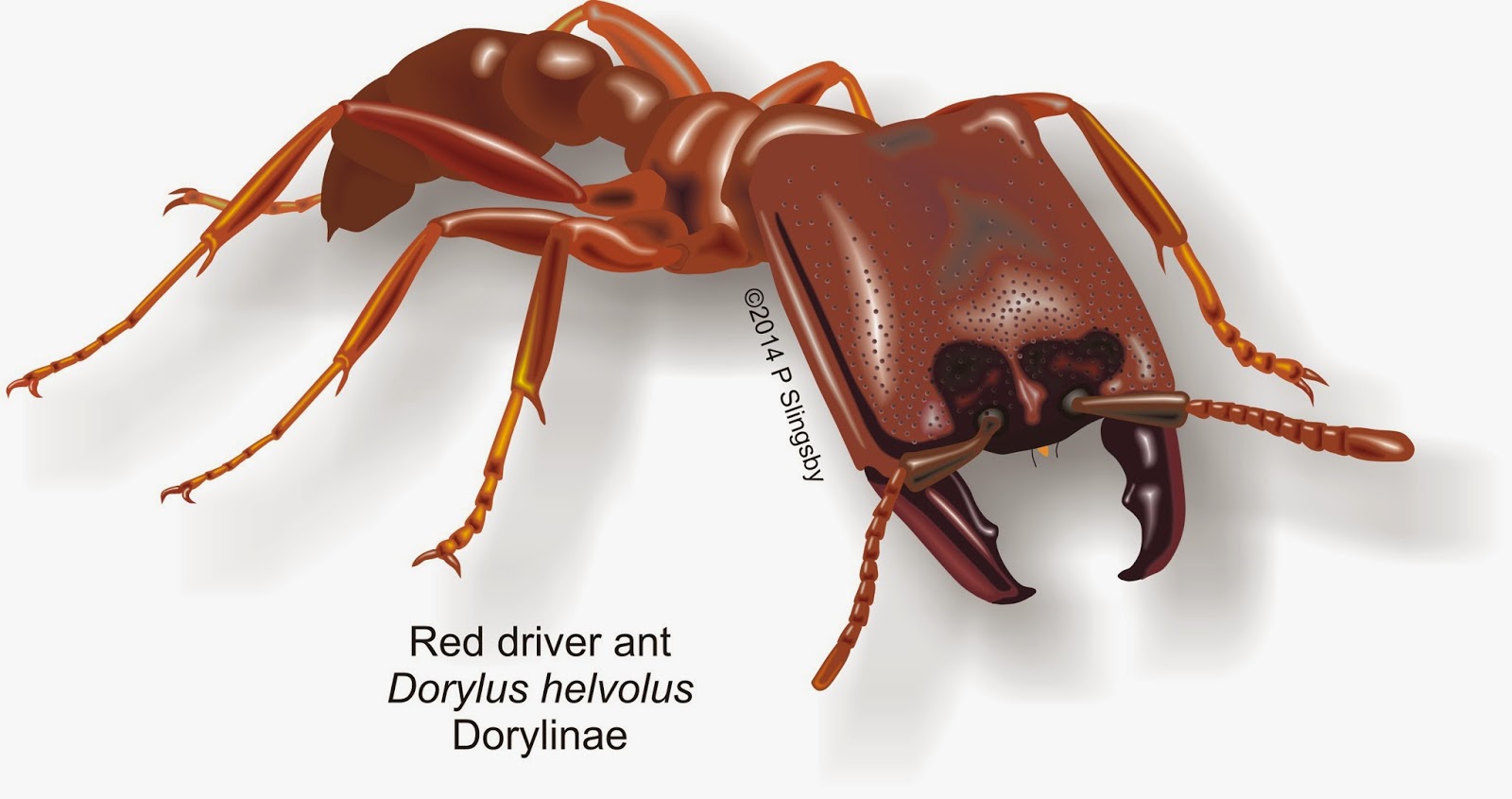 - Ants of Southern Africa -: under construction