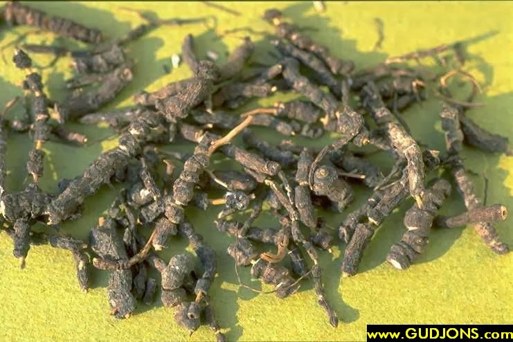 PHARM-D : pharmacognosy identification