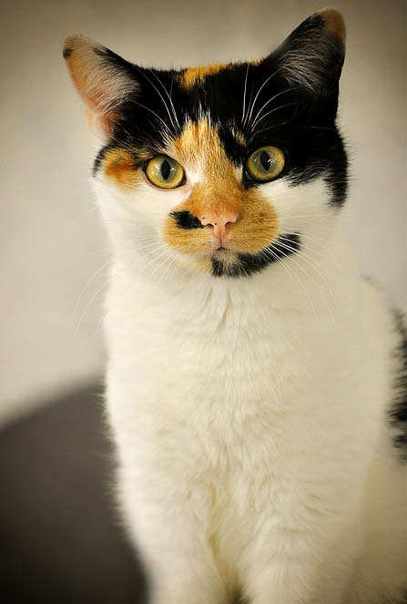 NUNCAJAMAS COCKER: EL GATO TRICOLOR; GENÉTICA Y LEYENDA