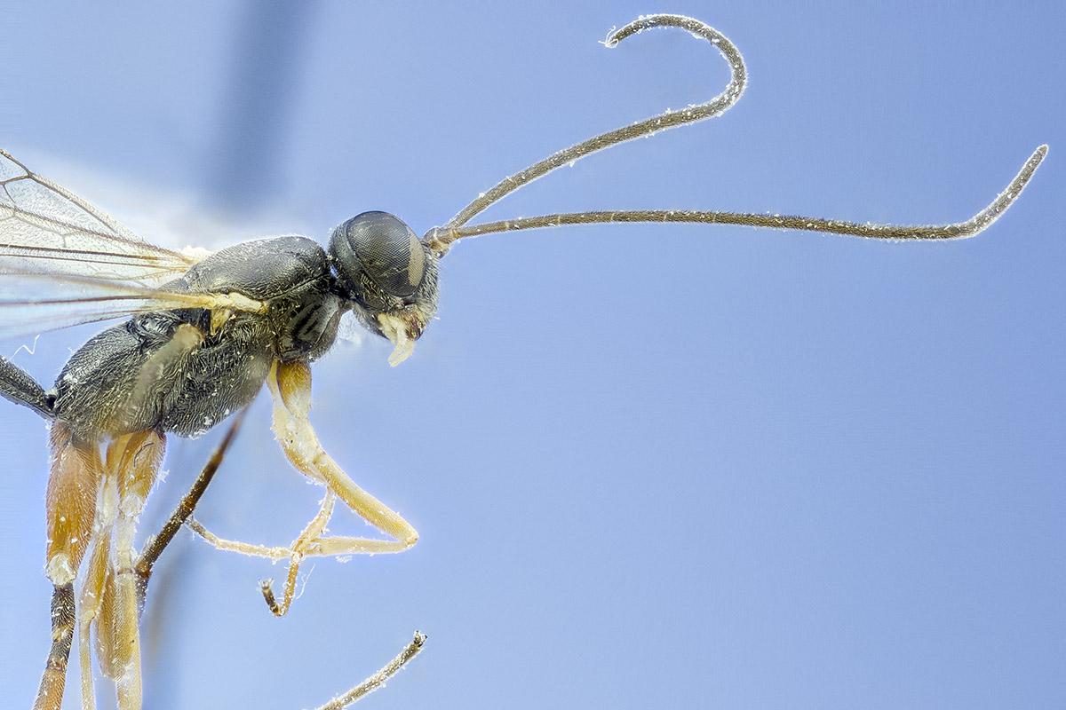 Utgångspunkt 63° 31,x' N - 22° 31,x' O: Poemenia hectica