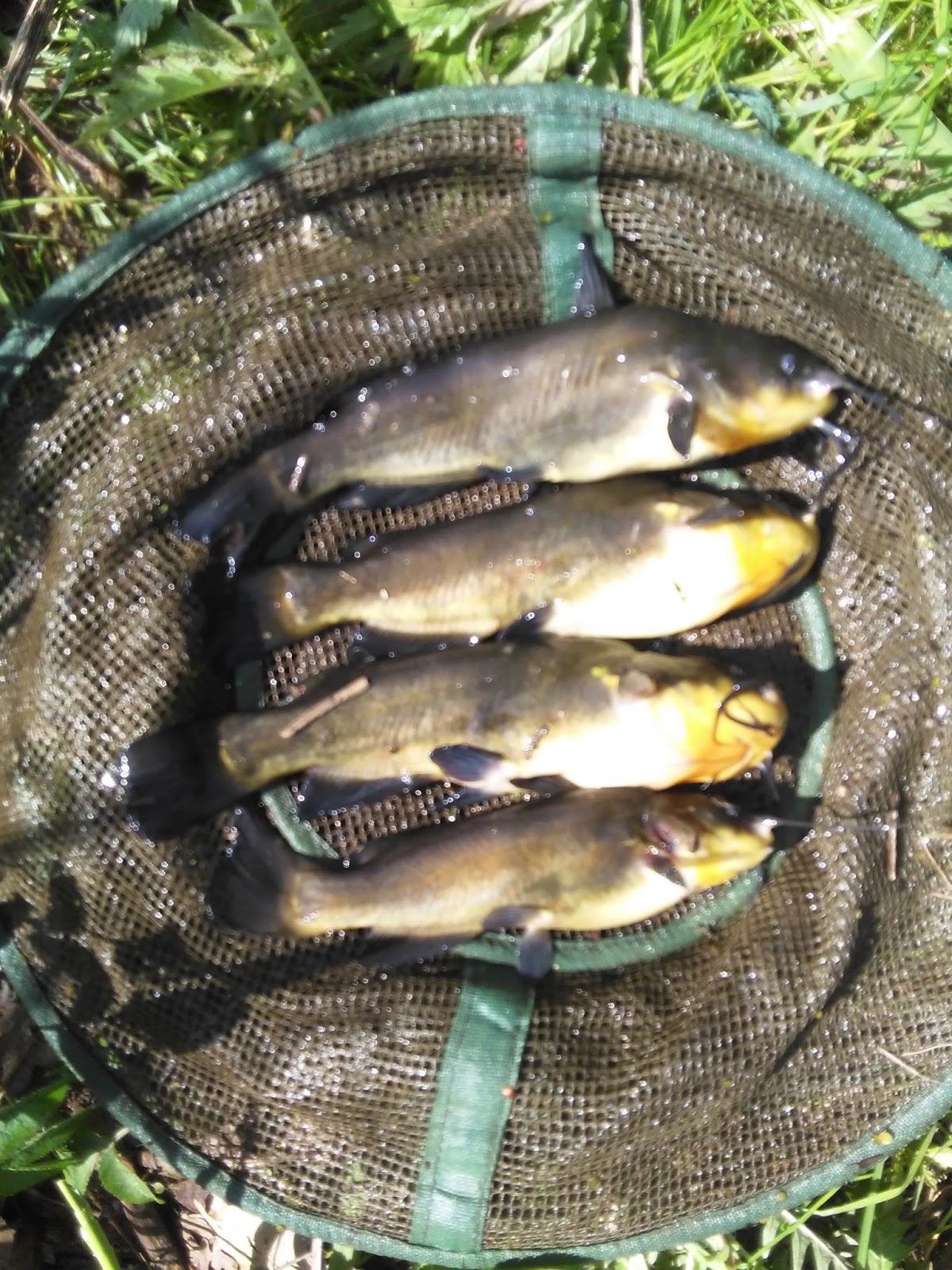 RIBOLOV NA MOJ NAČIN: Krupan cverglan u rano proljeće