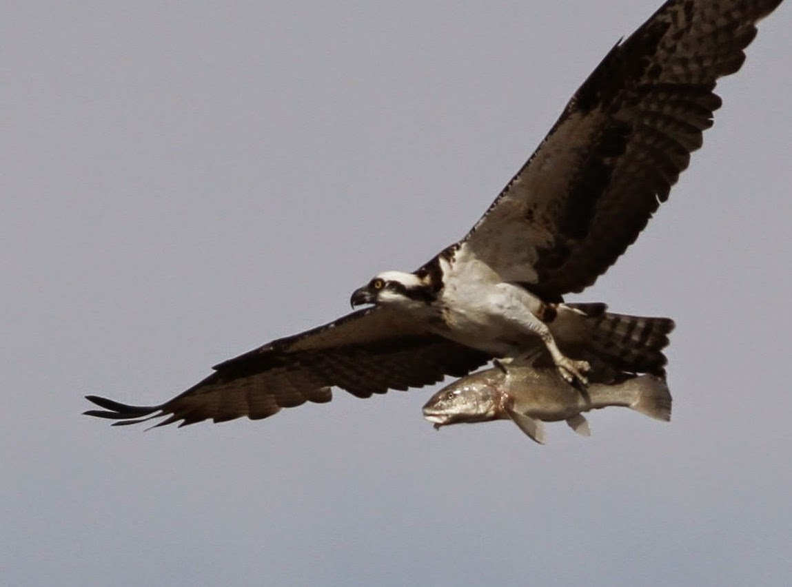 Jo's Morning Walk: California Corbina a Mighty Tasty Treat!