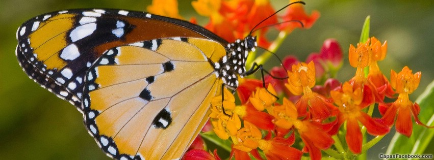 20 Buenas Portadas de Insectos - Portadas Facebook (XXXI) - Funeek ...