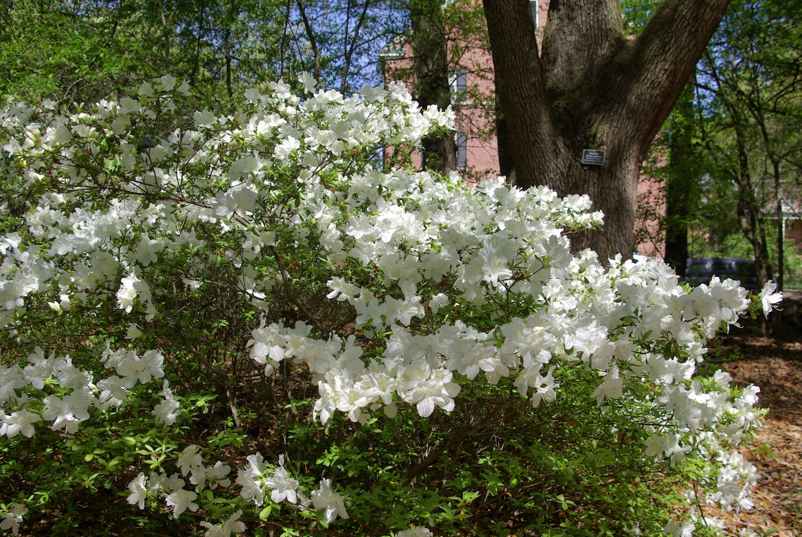 sweetbay: Coker Arboretum and Sisters' Garden, on a sunny day