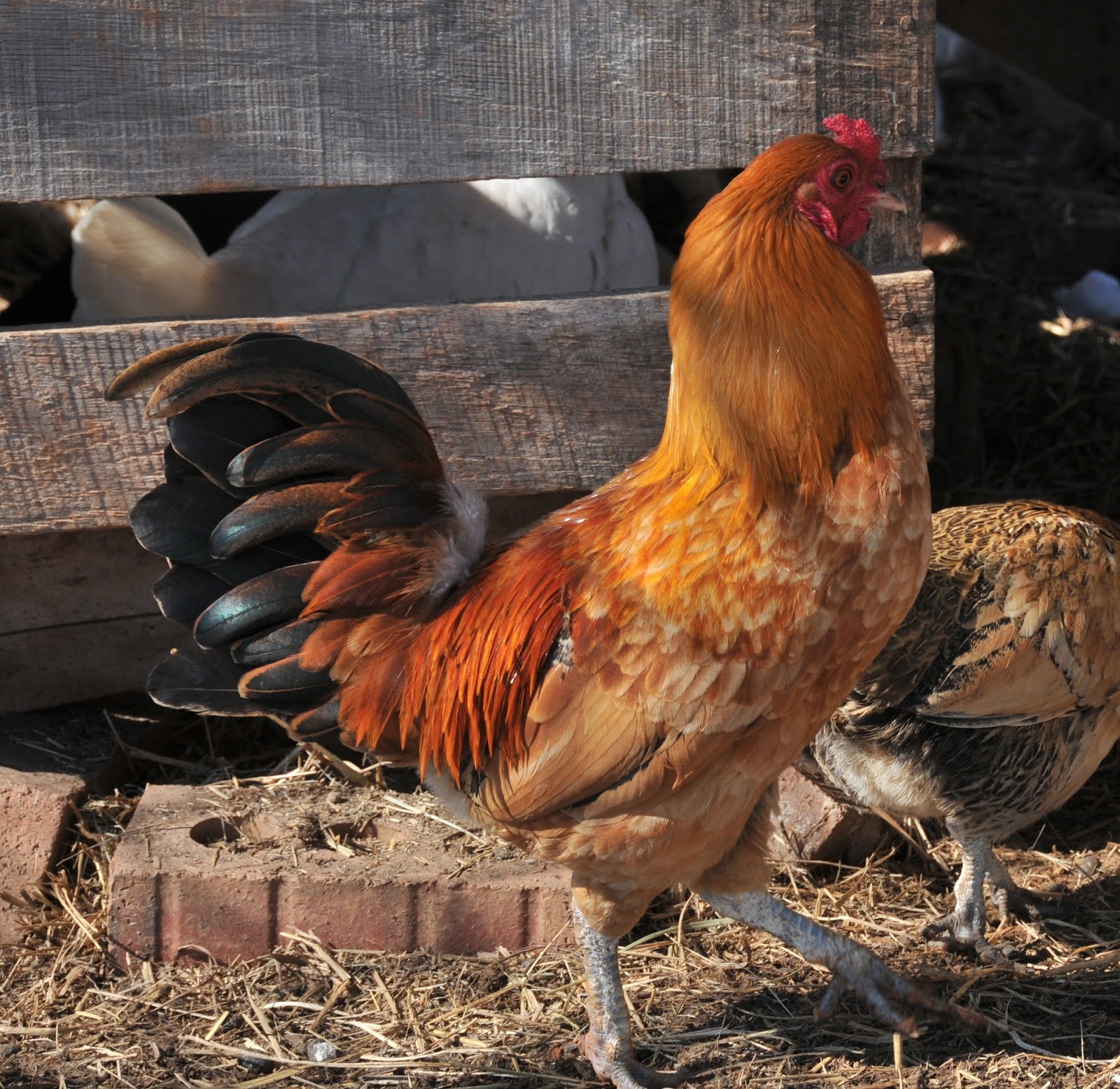 The Origin of the Cocktail – Some Plant History Articles