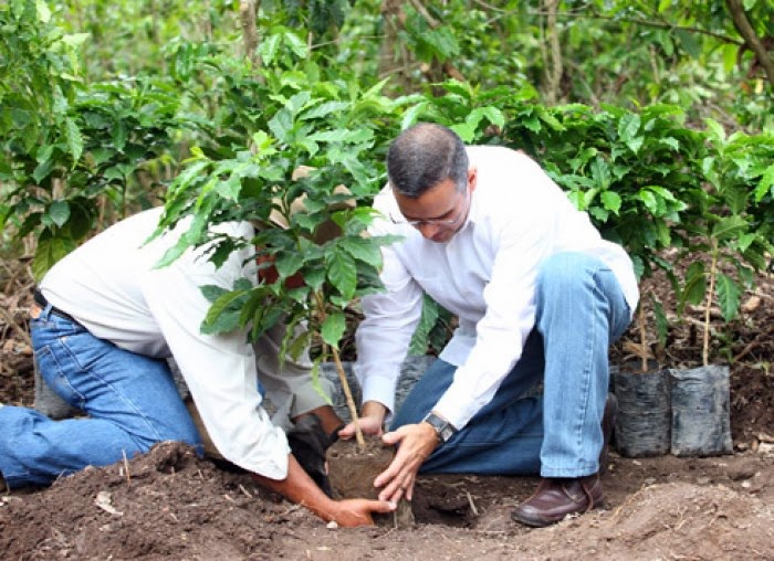 PROCESO DEL SEMBRADO DEL CAFE
