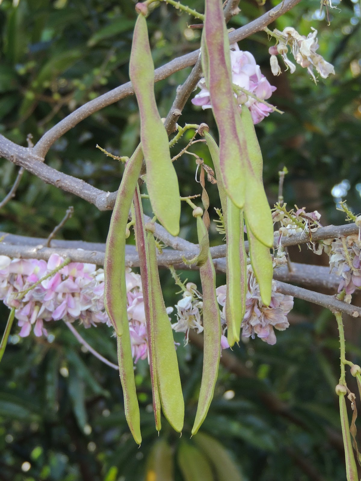 The Flowering plants - Leguminosae - Fabaceae: Gliricidia