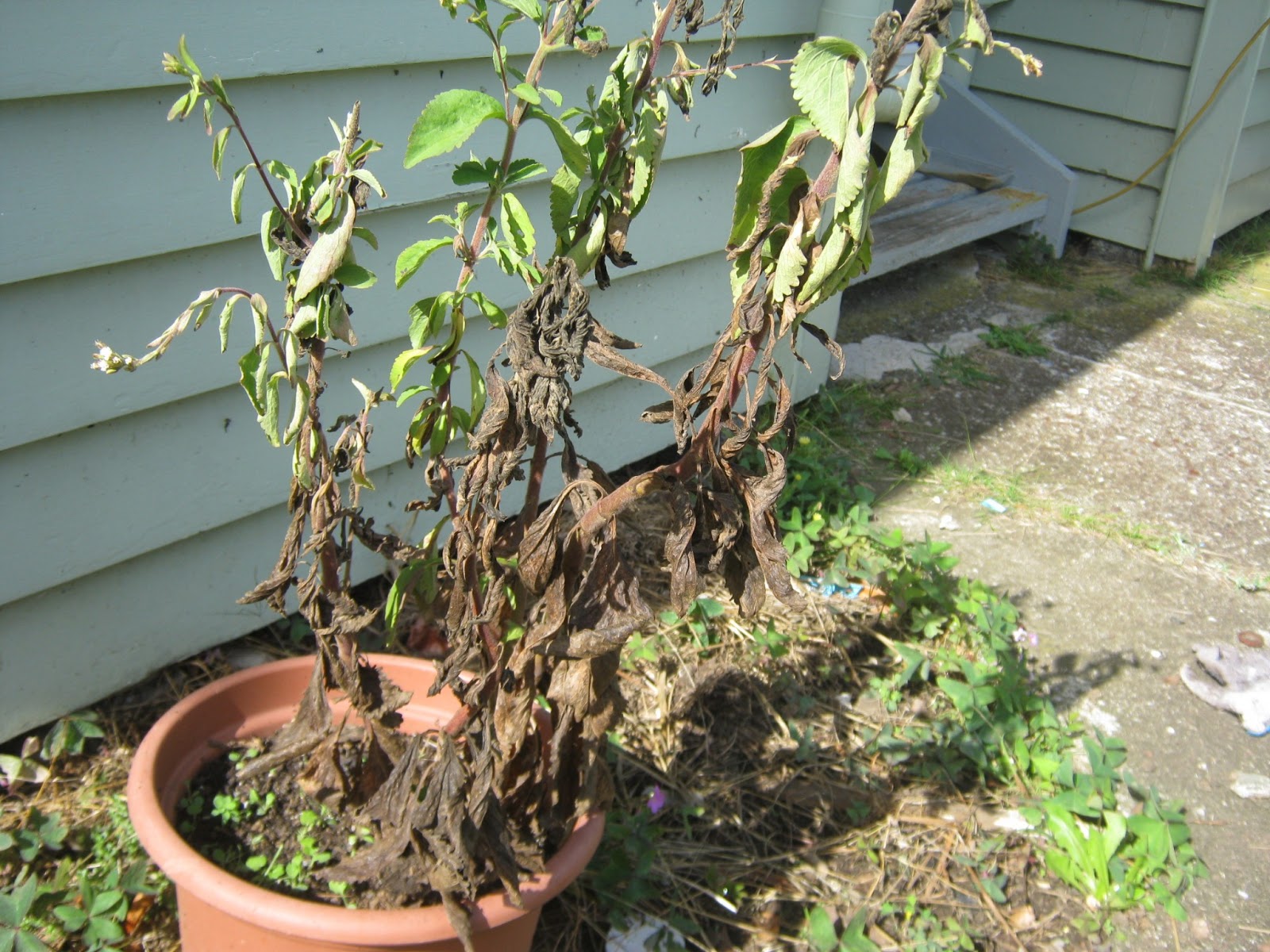 my thoughts and photos: Withered