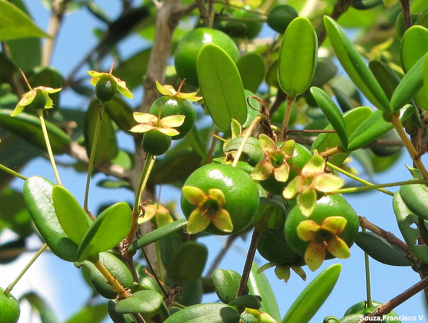 FAUNA E FLORA DO RN: Ubaia azeda Eugenia sp.; Flora do RN