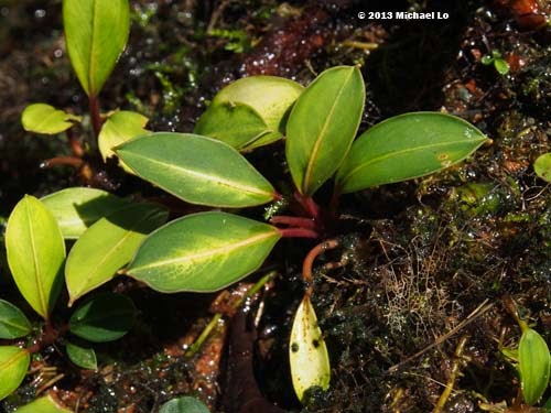The rainforests of Borneo & Southeast Asia: Bucephalandra bogneri from ...